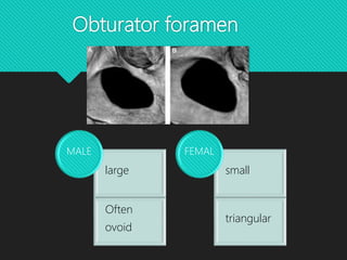 Determination of sex from skeletal remains | PPTX