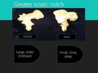 Determination of sex from skeletal remains | PPTX