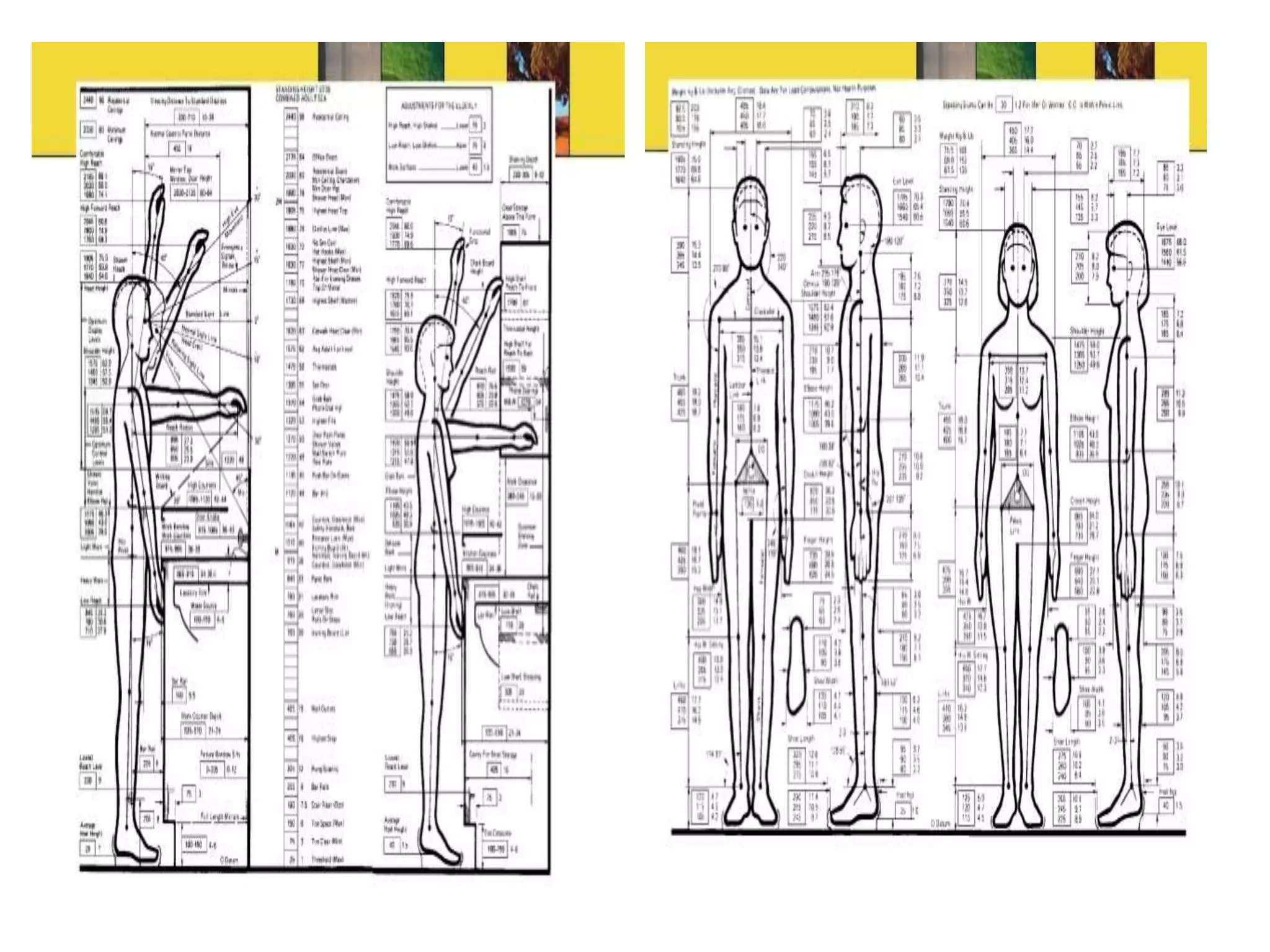 Anthropometric measurement.pptx