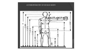 Anthropometry.pptx related to human factor | PPT