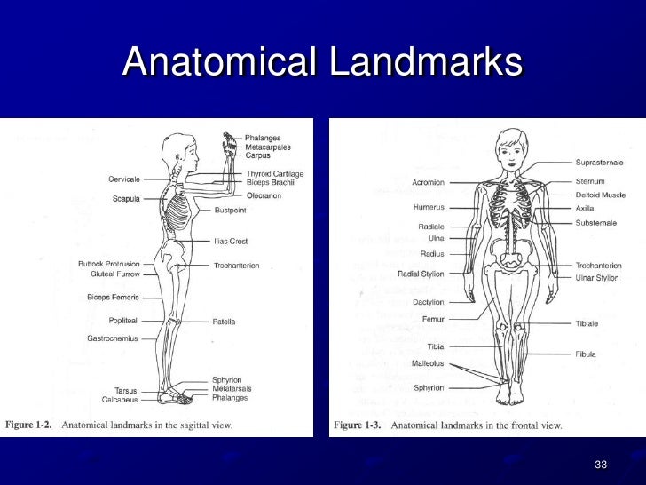 Anthropometry pps