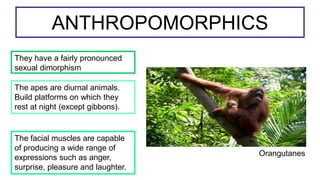 Anthropomorph apes (1) | PPTX
