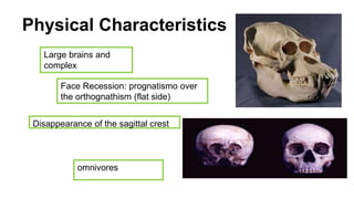 Anthropomorph apes (1) | PPTX