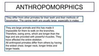 Anthropomorphics apes | PPT