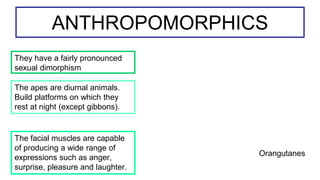 Anthropomorphics apes | PPT
