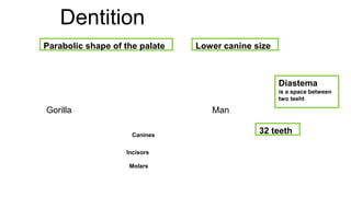 Anthropomorphics apes | PPT
