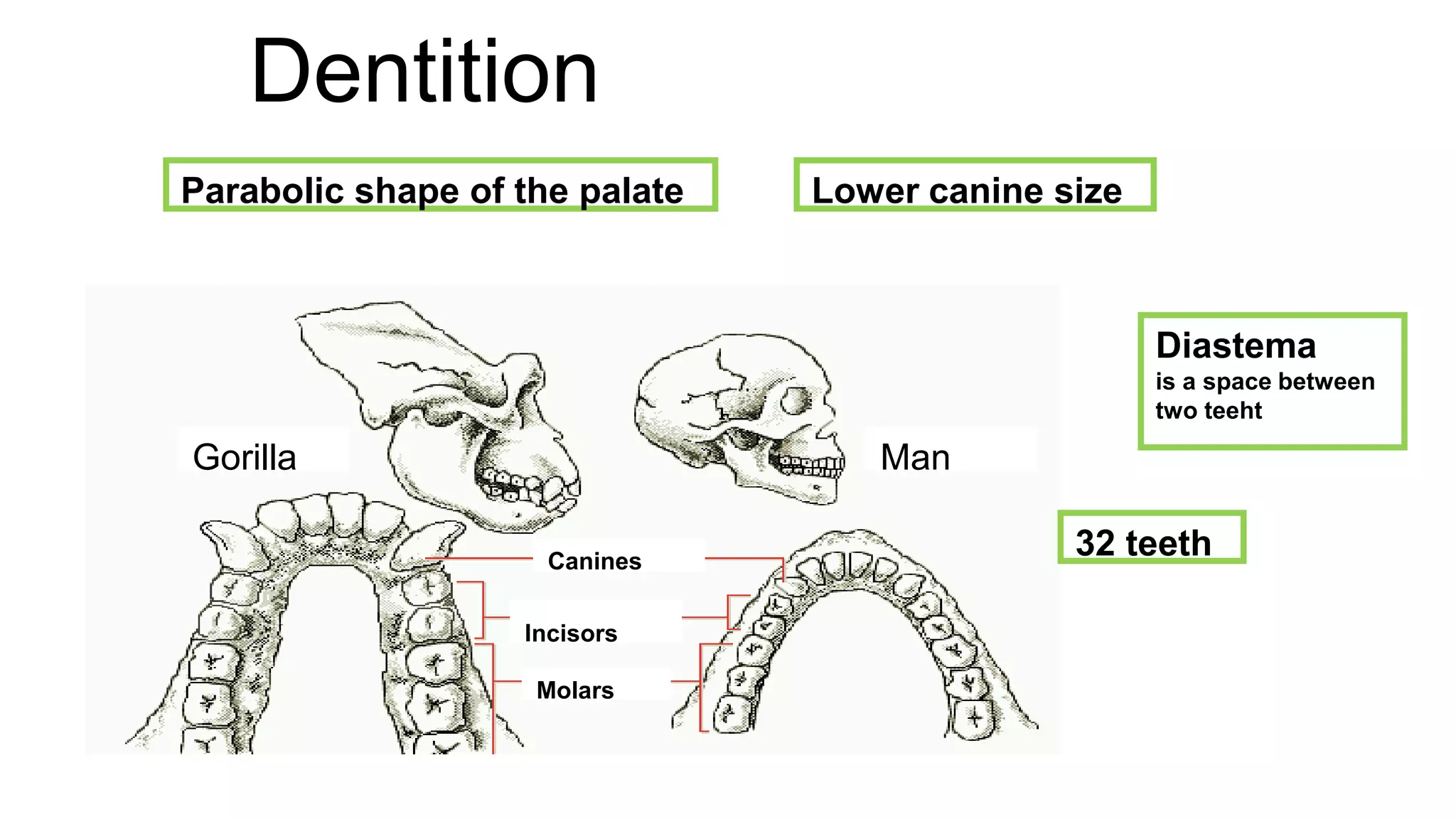 Anthropomorphics apes | PPTX