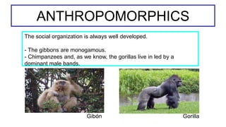 Anthropomorphics apes | PPTX