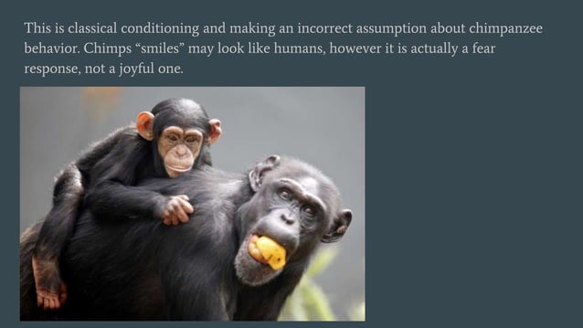 Anthropomorphizing: Seeing the World Through Human Tinted Glasses | PPT