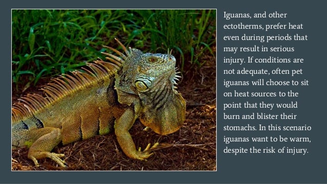 Anthropomorphizing: Seeing the World Through Human Tinted Glasses