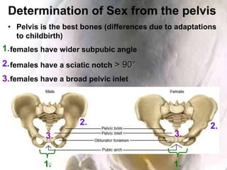 anthro_ppt_11-12.ppt