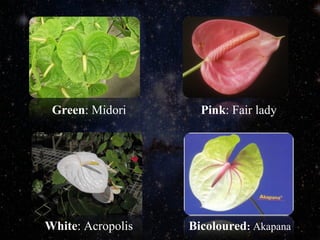 Anthurium | PPT