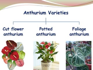Identification of varieties, propagation methods and potting of ...