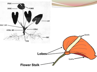 Identification of varieties, propagation methods and potting of ...