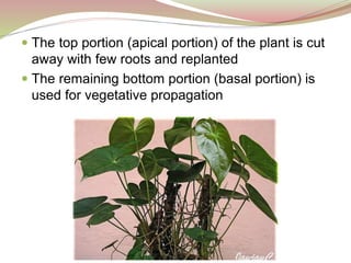 Identification of varieties, propagation methods and potting of ...
