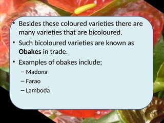 Anthurium is one of the most important crop than another crop. .ppt