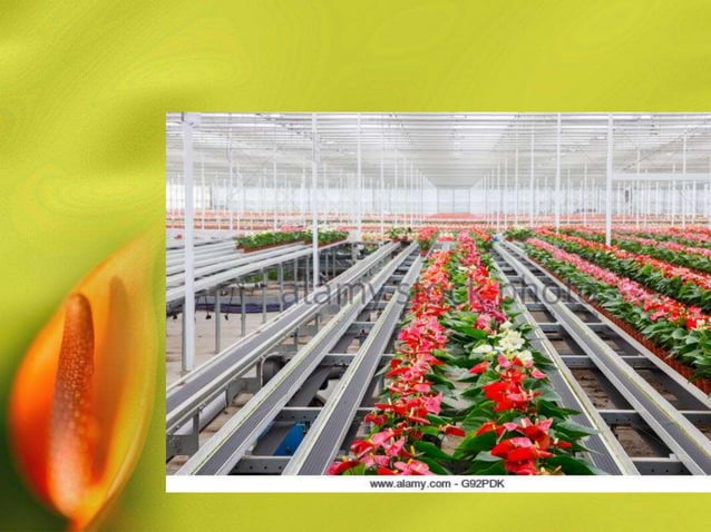 Anthurium Crop Production | PPTX