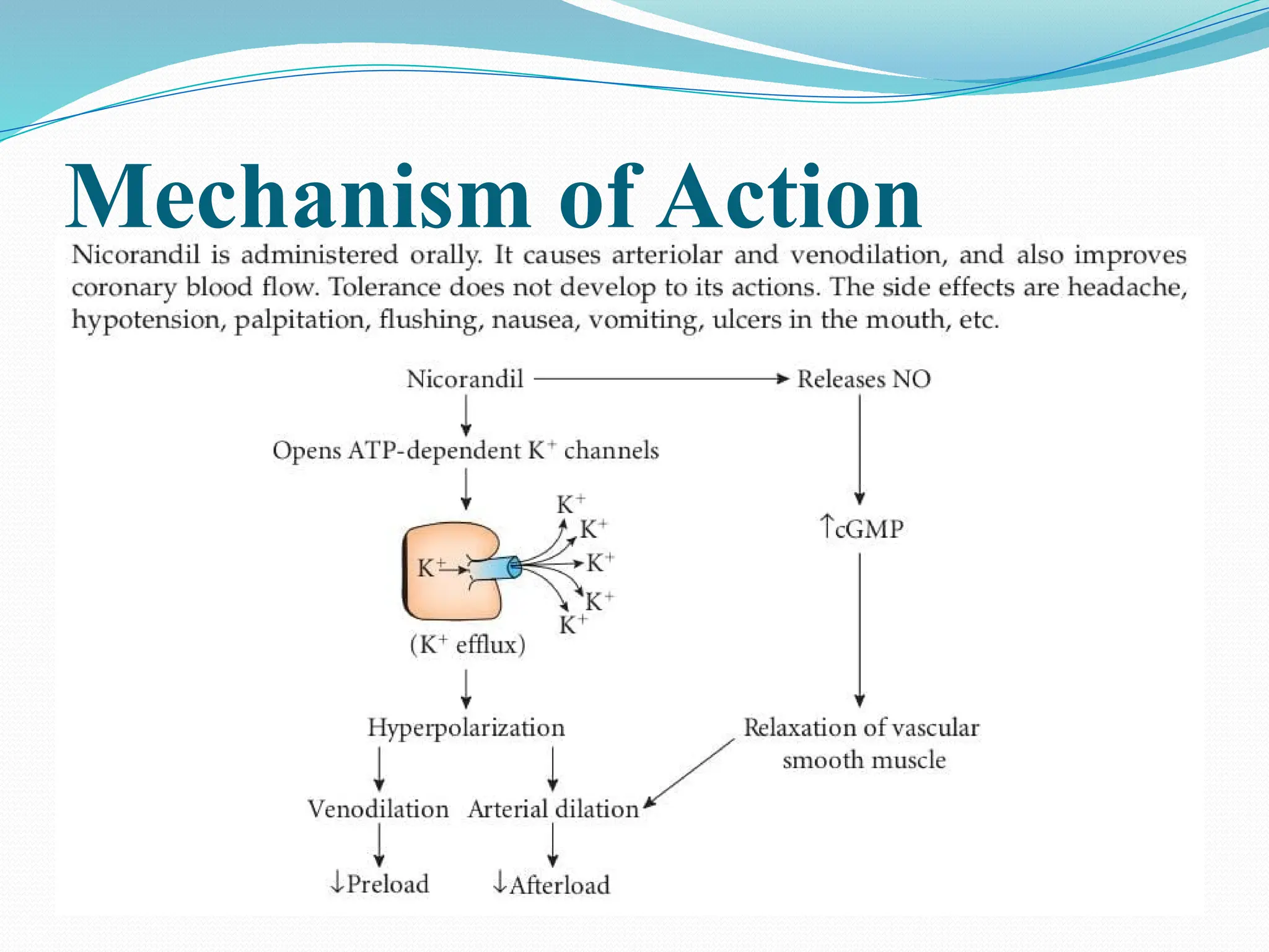 Anti-anginal drugs, pathophysiology, their mechanism of action and ...