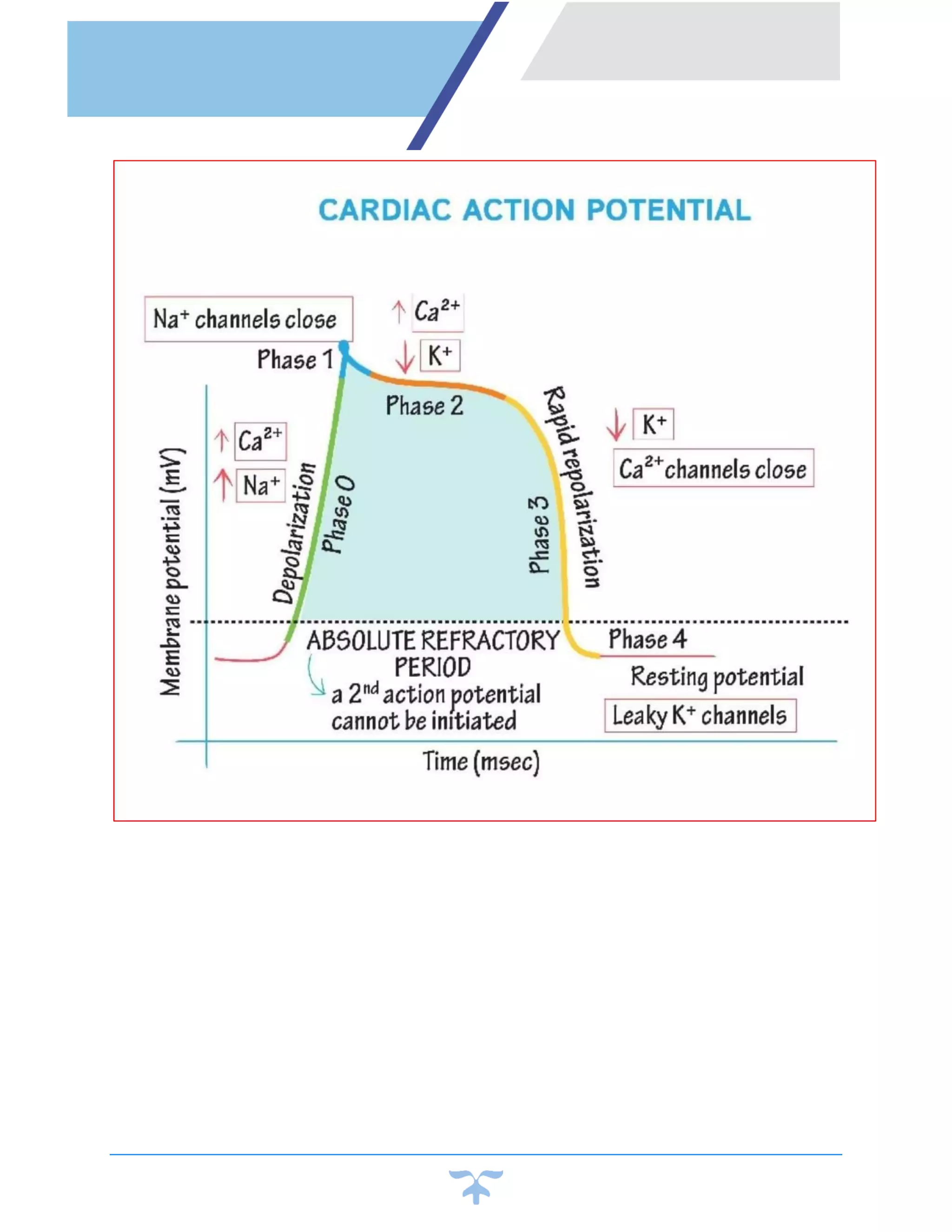 Anti arrhythmic drug(pharmacology) | PDF