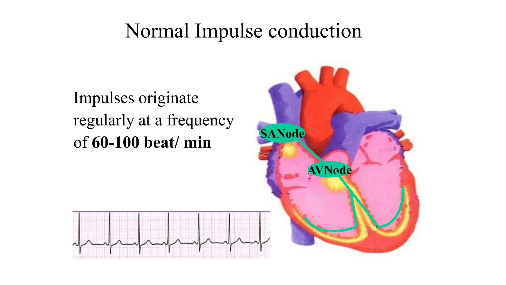 Anti-Arrythmic Drugs, (Glycosides, CCBs, B-blockers) by Baqir Naqvi.pptx
