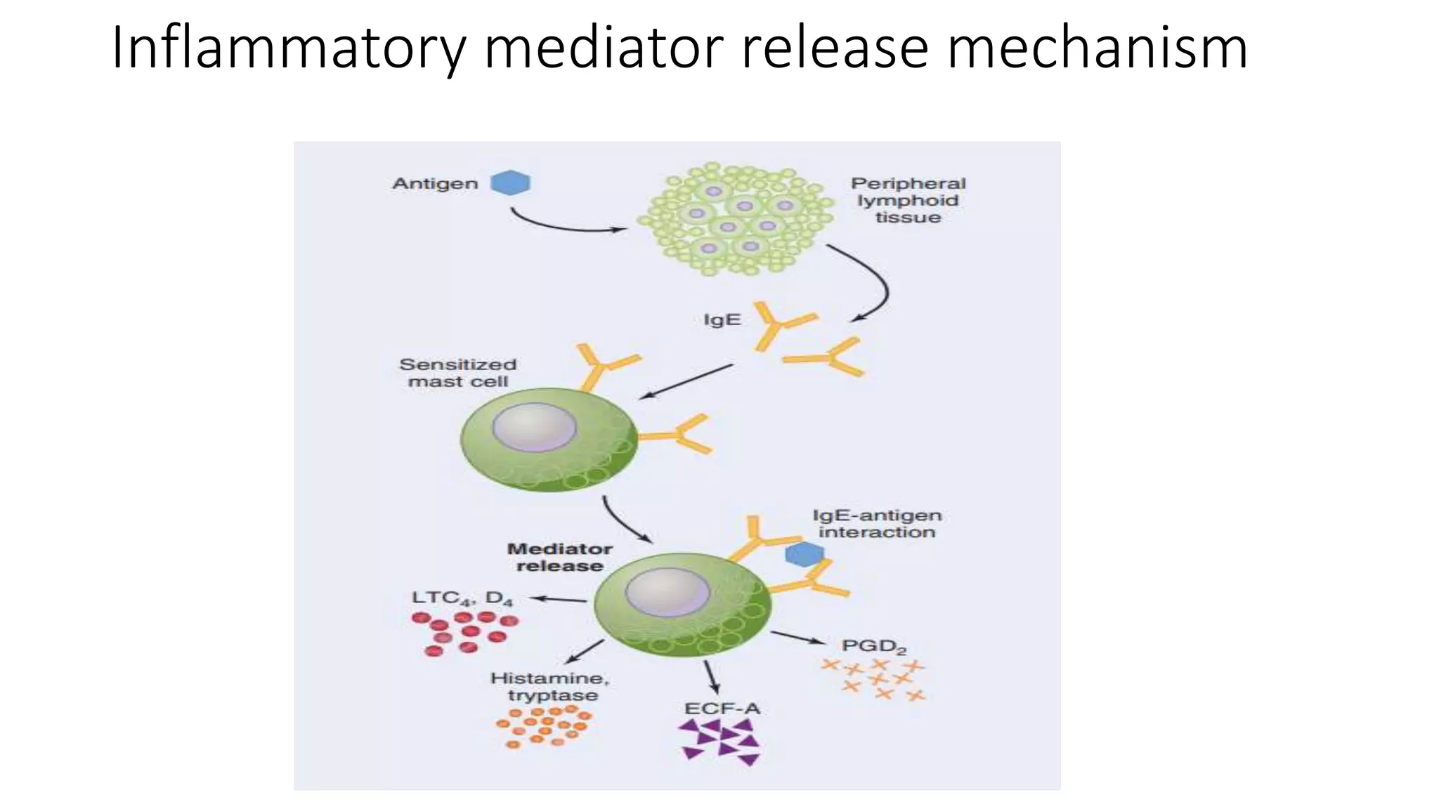 Anti asthmatic drugs ppt | PPTX
