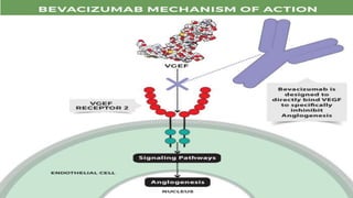 Bevacizumab Mechanism Of Action