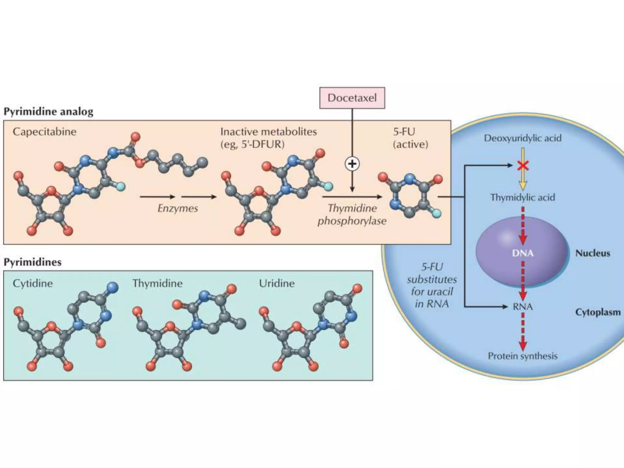 Anti-cancer drugs | PPTX | Dental Health | Diseases and Conditions