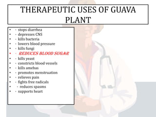 Anti diabectic effect of guava leaves upon alloxan | PPTX | Herbs and ...