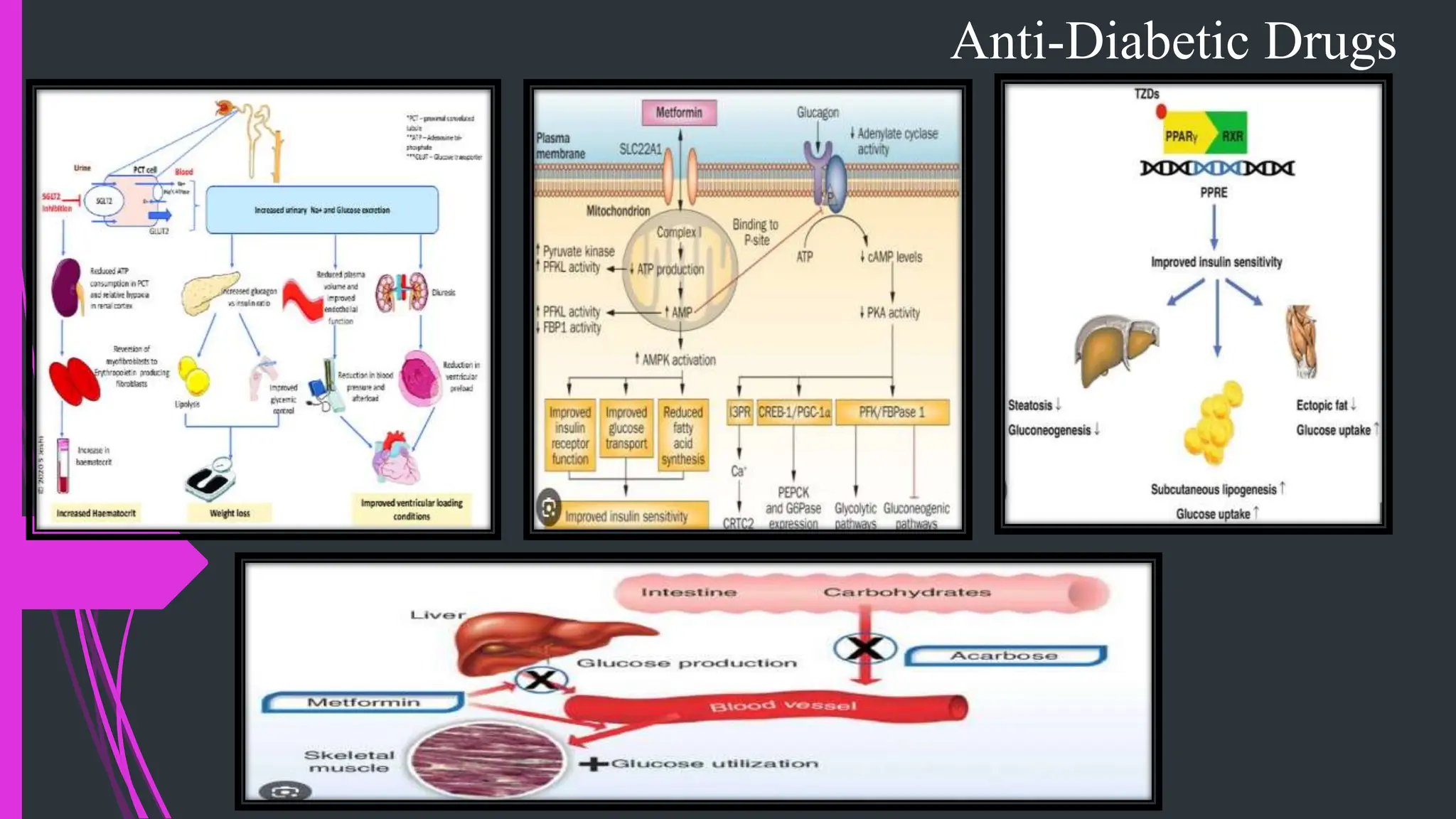 Anti-Diabetic Drugs ppt.pptx
