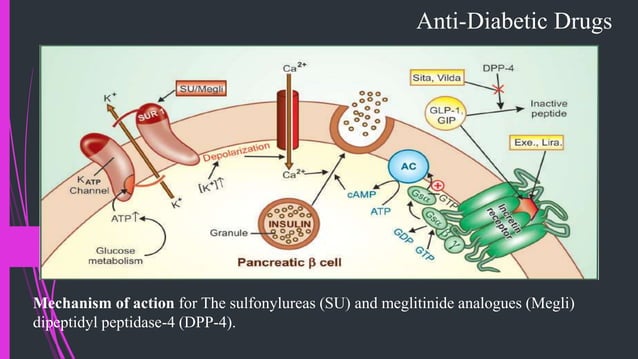 Anti-Diabetic Drugs ppt.pptx