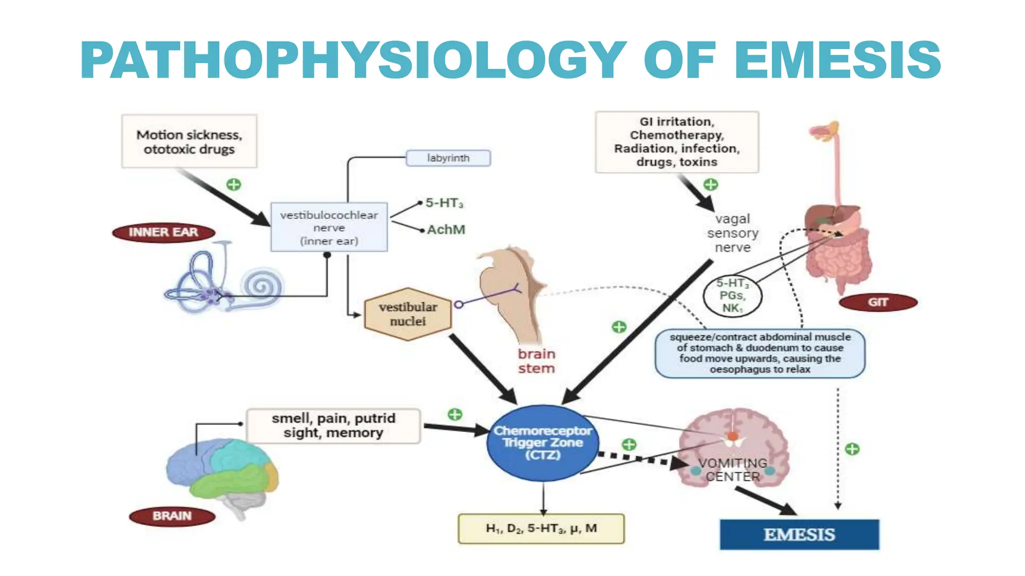 ANTI-EMETICS AND PROKINETICS IN PHARMACY. | PPT