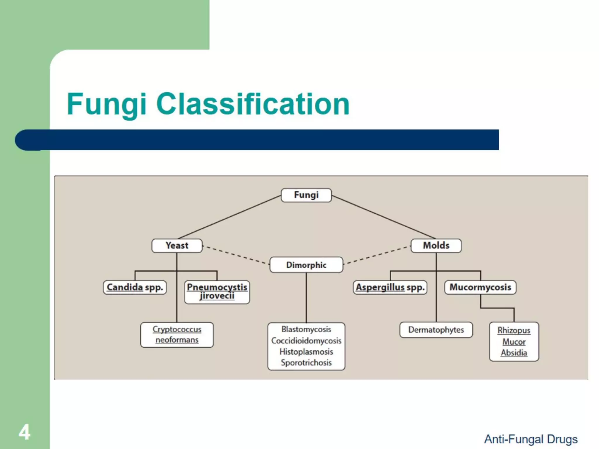 Anti- Fungal drugs {Pharmacology} | PDF