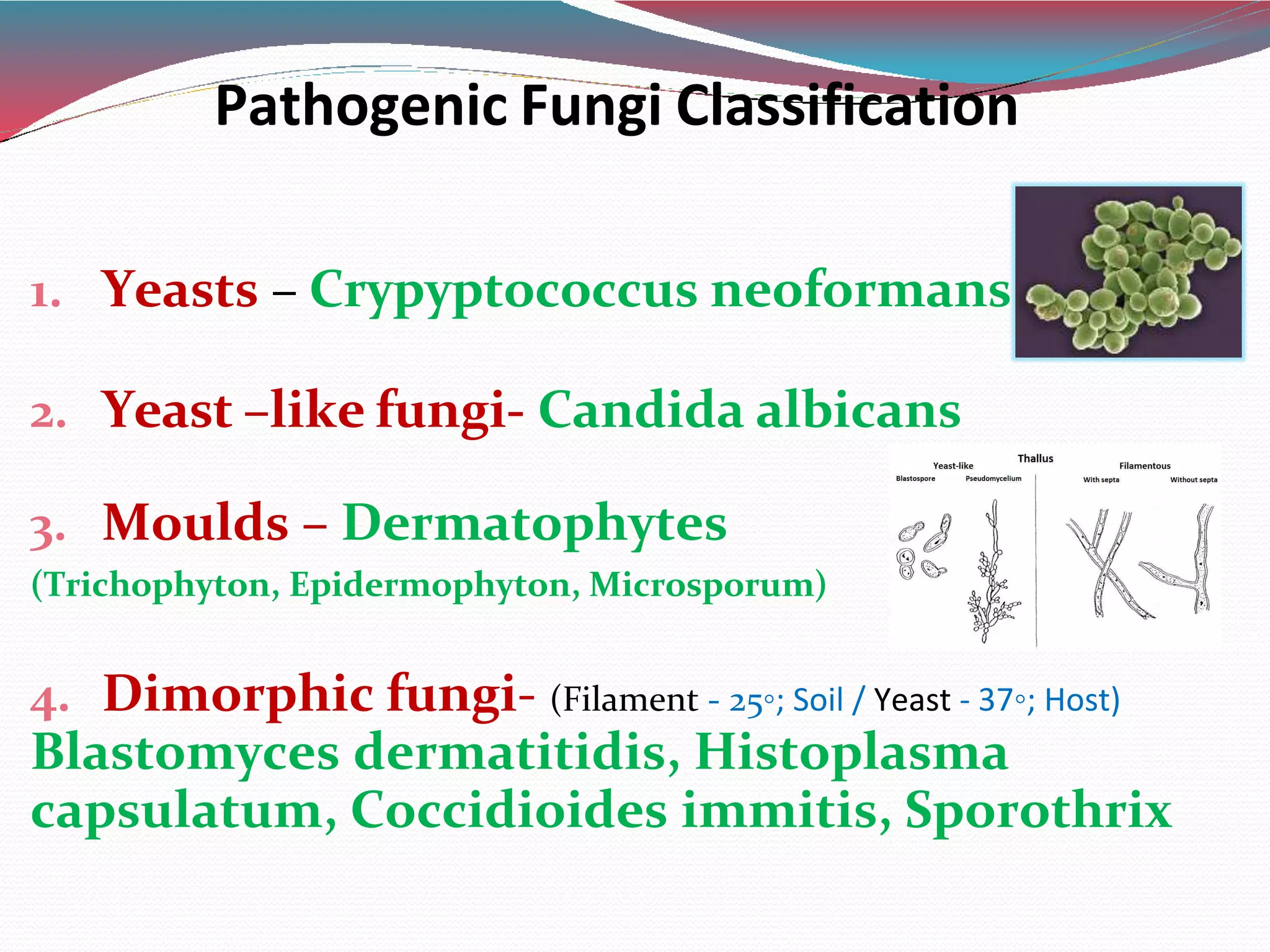 Anti-Fungal drugs.pptx