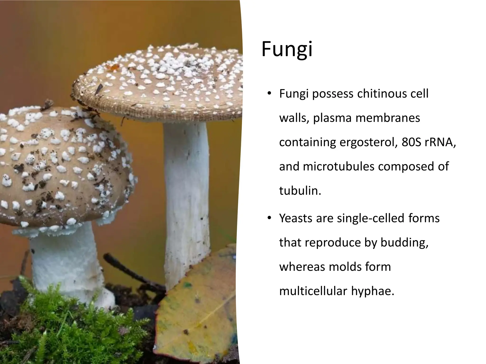 Fungus, types and Anti-Fungals - General.pdf