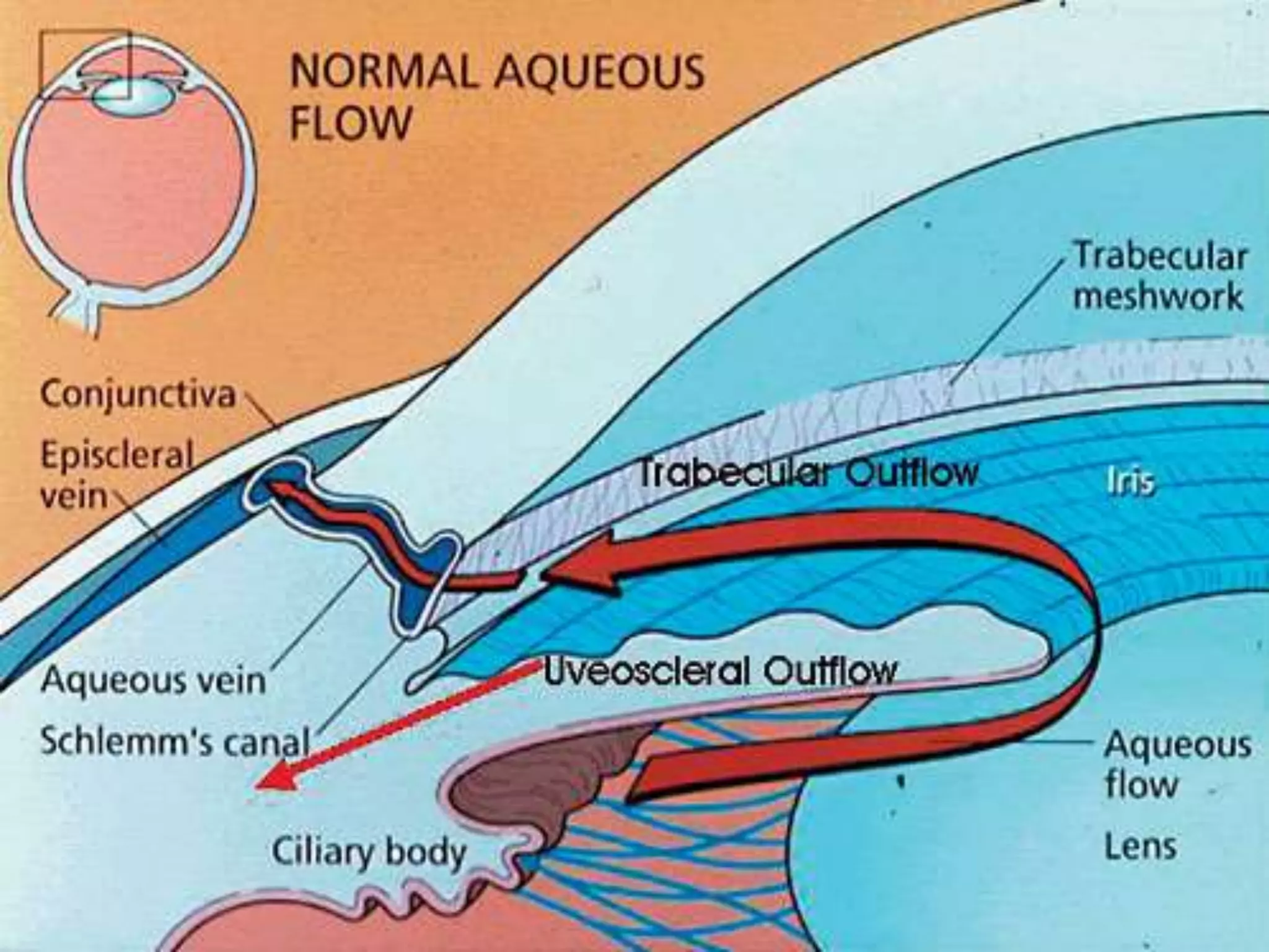 Anti glaucoma drugs | PPTX