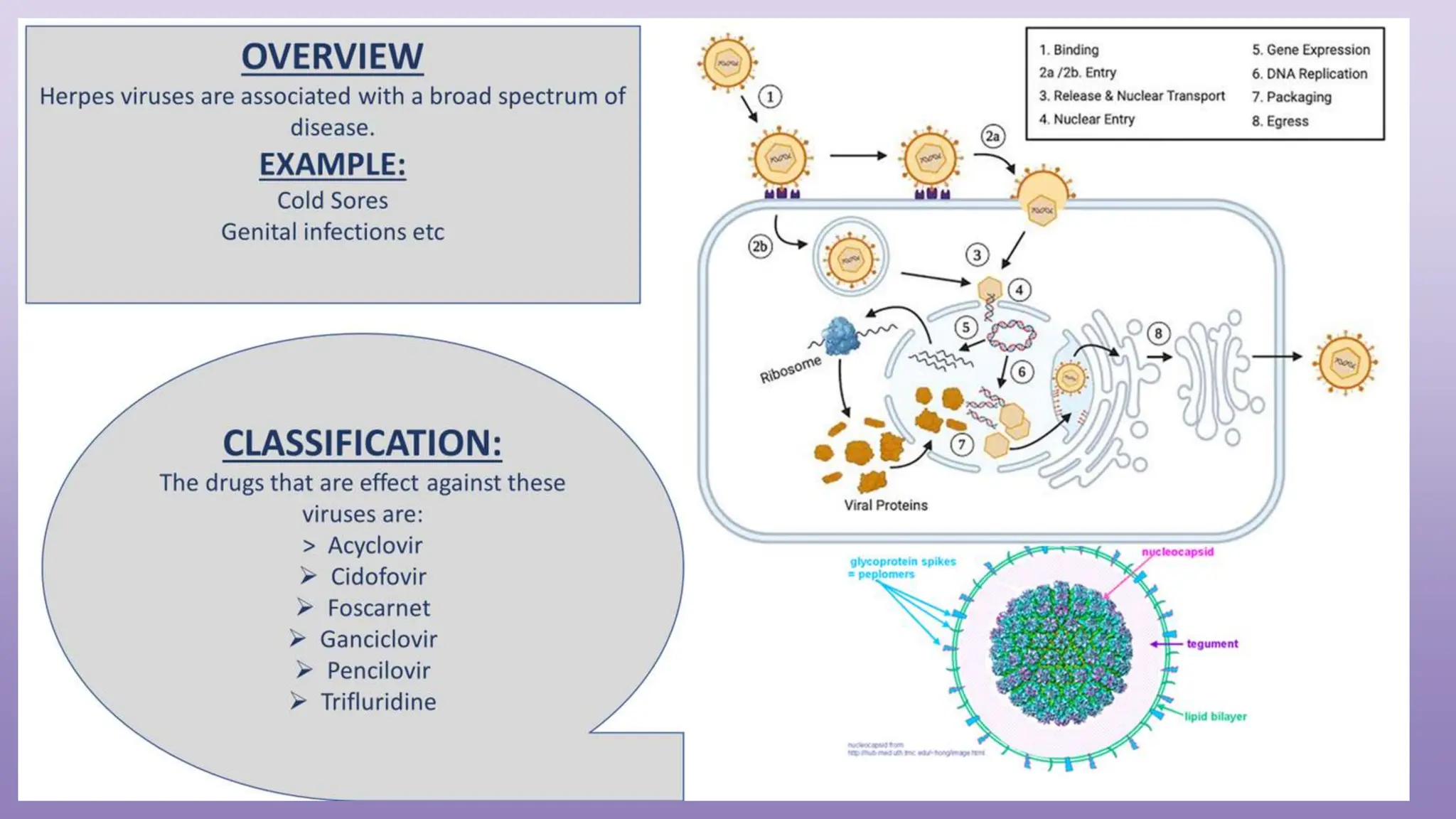 ANTI-HERPES VIRUS DRUGS.pptx|HERPES VIRUS | PPTX