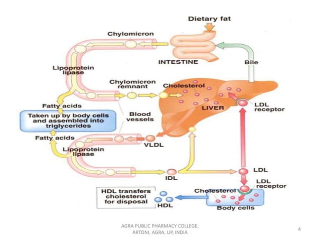 Anti hyperlipidemic drugs | PDF | Heart and Cardiovascular Diseases ...
