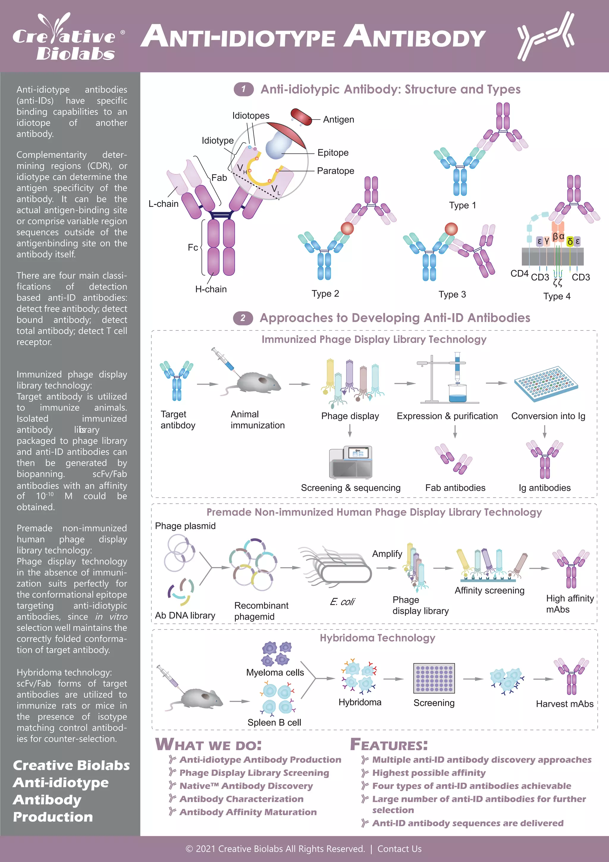 Anti-idiotype Antibody Production | PDF