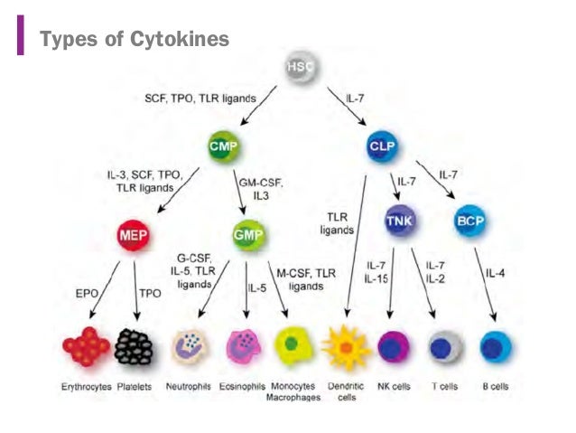 Inflammation and cytokine