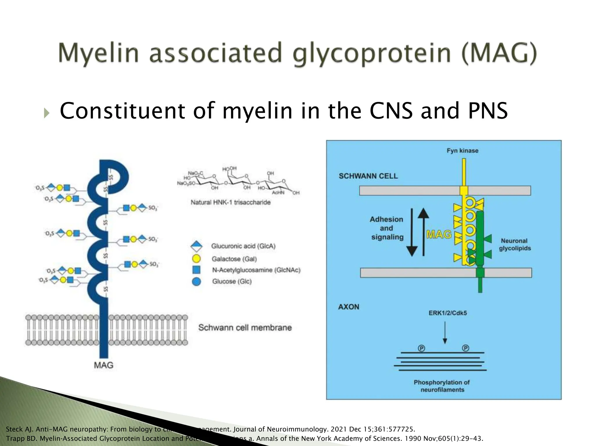 Anti-MAG Neuropathy.pptx