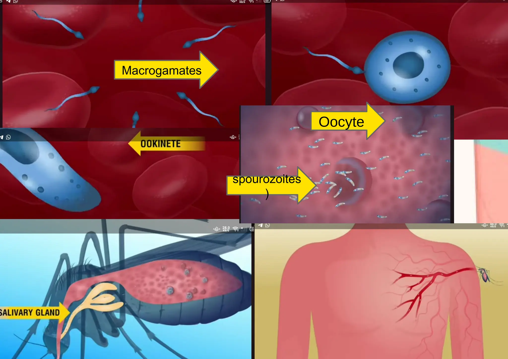 Anti-malarial agent are the class of Anti-protozoal agent which are use ...