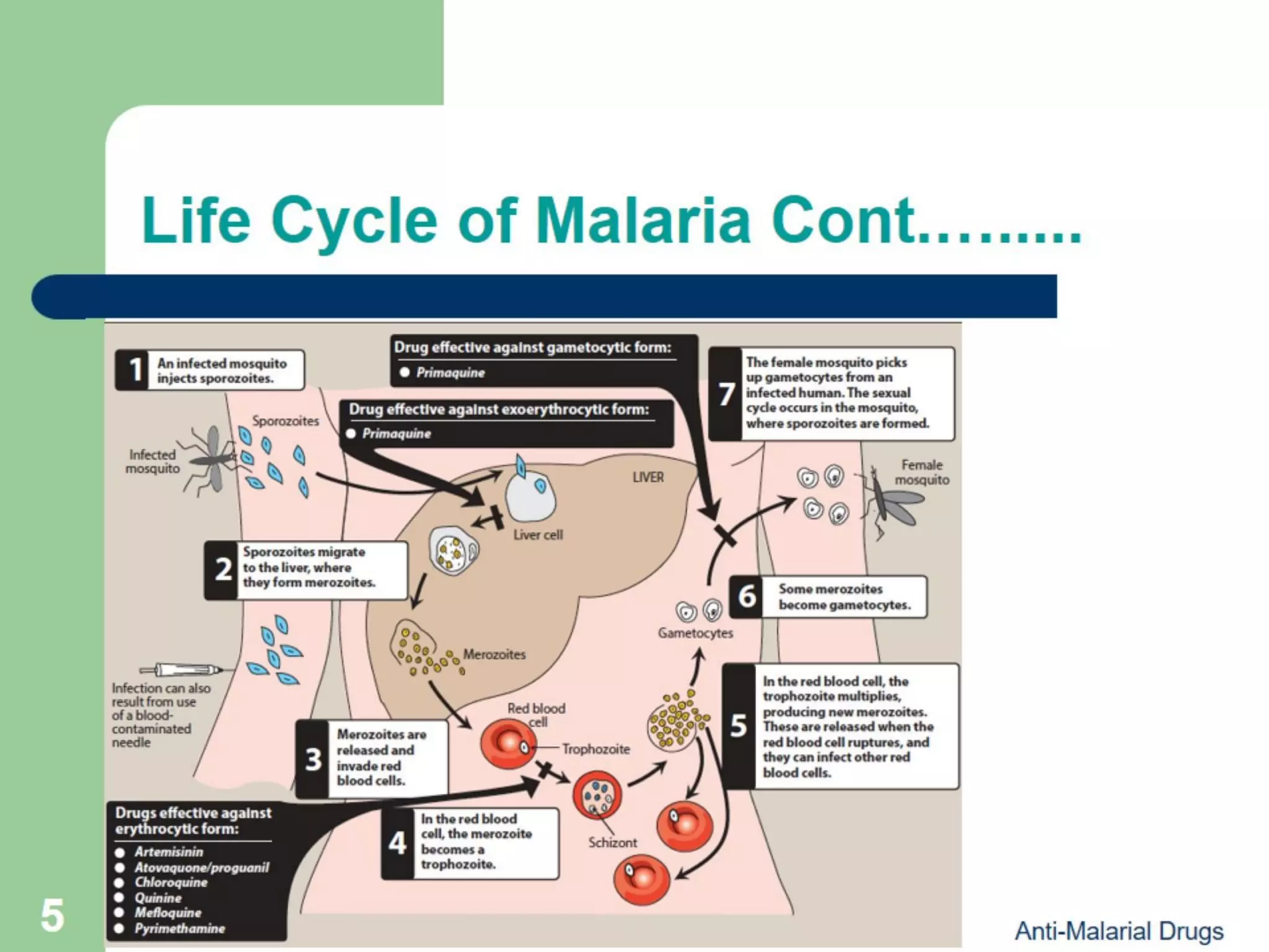 Anti- Malarial Drugs {Pharmacology} | PDF