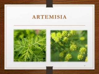 ANTI-MALARIALS - PHARMACOGNOSTIC NOTE ON CINCHONA AND ARTEMISIA | PDF