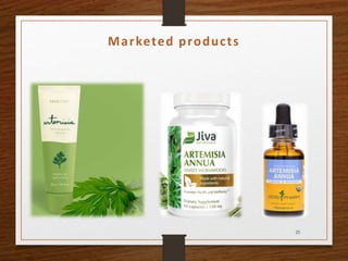 ANTI-MALARIALS - PHARMACOGNOSTIC NOTE ON CINCHONA AND ARTEMISIA | PDF