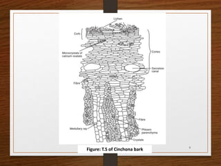 ANTI-MALARIALS - PHARMACOGNOSTIC NOTE ON CINCHONA AND ARTEMISIA | PDF