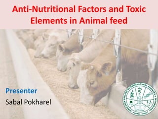 Anti nutritional factors and toxic elements in animal feed | PPTX