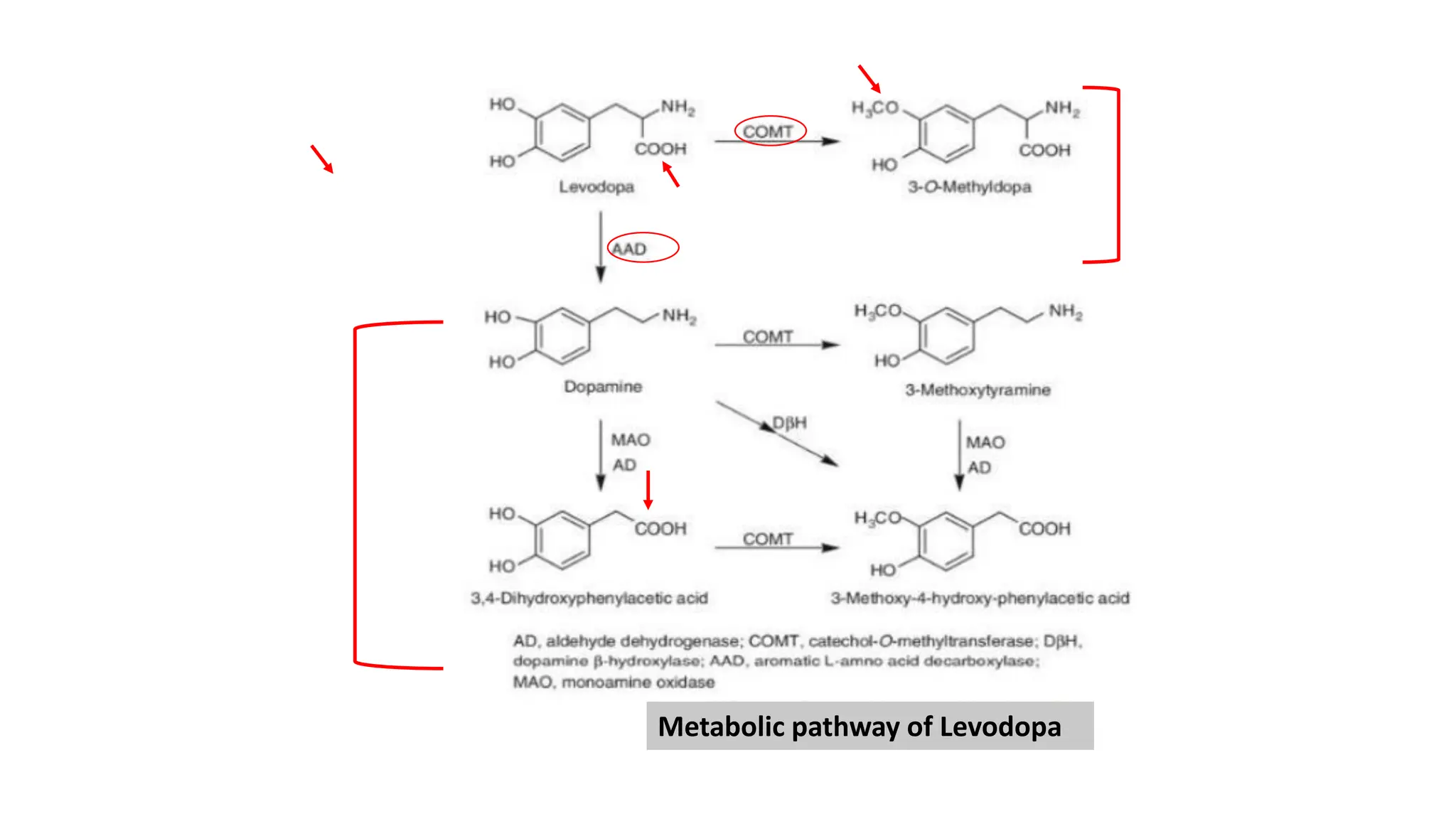 Anti -Parkinsonian Drugs-Medicinal Chemistry | PDF