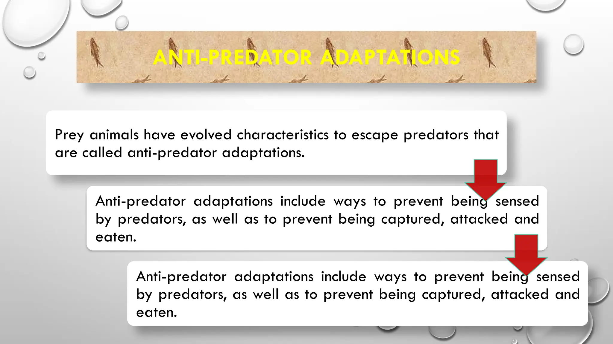 Anti-predator adaptations in animals.pptx