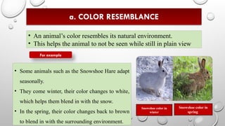 Anti-predator adaptations in animals.pptx