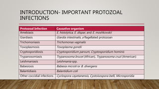 Anti protozoal agents | PPTX